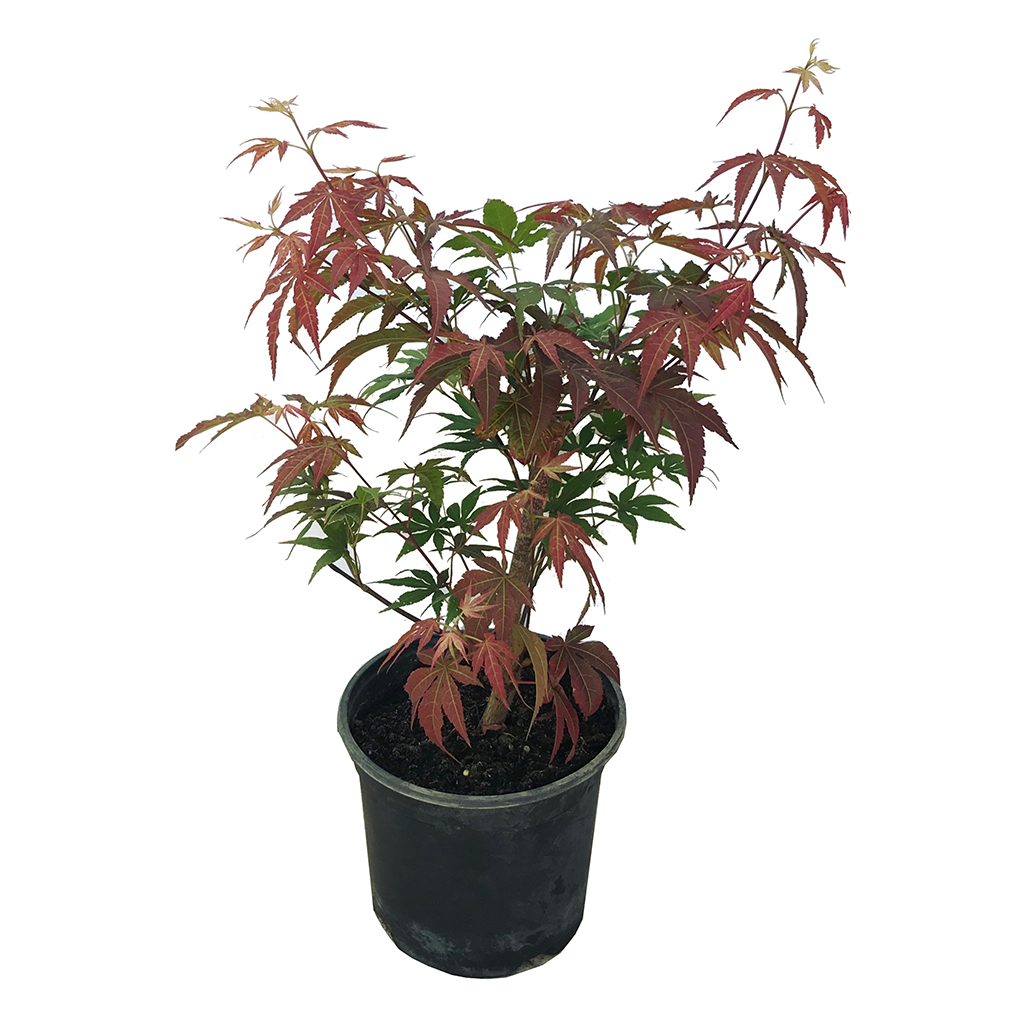 Ацер Палматум 'Дешоџо' - е-Градина