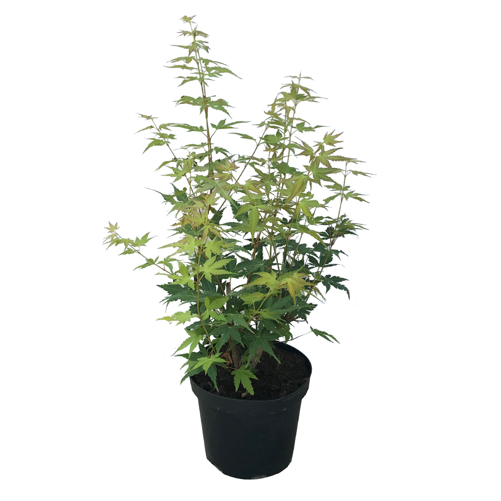 Ацер Палматум 'Кацура' - е-Градина